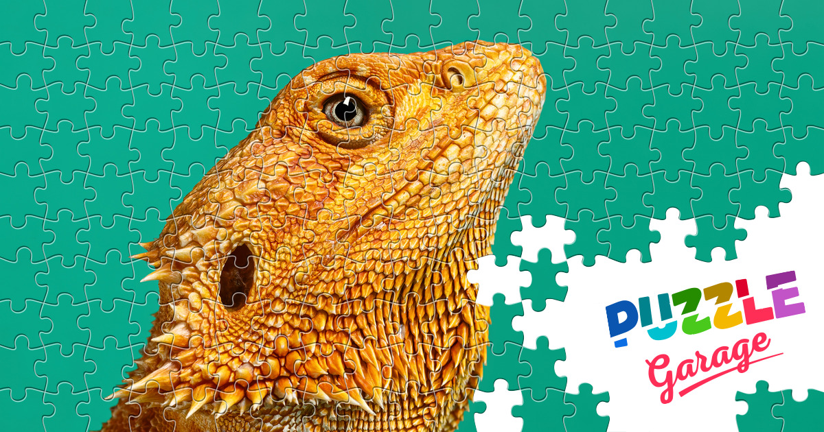 Bearded dragon Jigsaw Puzzle (Animals, Reptiles) | Puzzle Garage