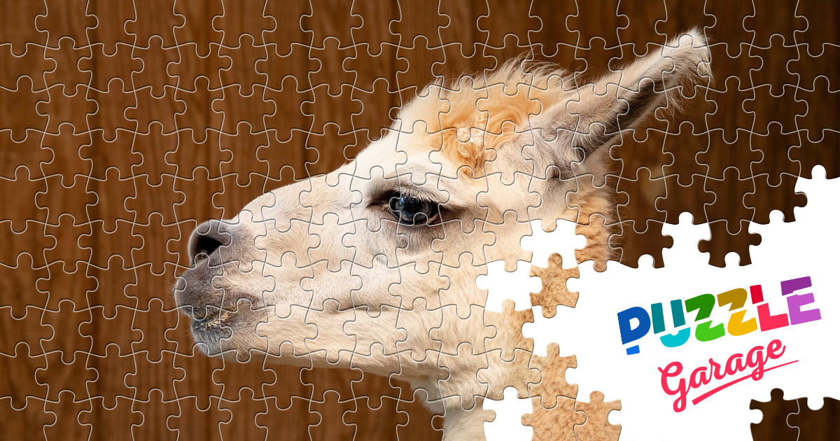 Retrato de una alpaca Rompecabezas (Animales, Mamíferos) | Puzzle Garage