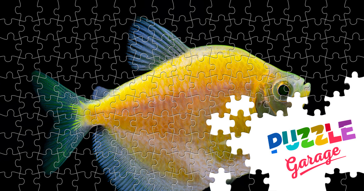 GloFish Jigsaw Puzzle (Animals, Marine life) | Puzzle Garage