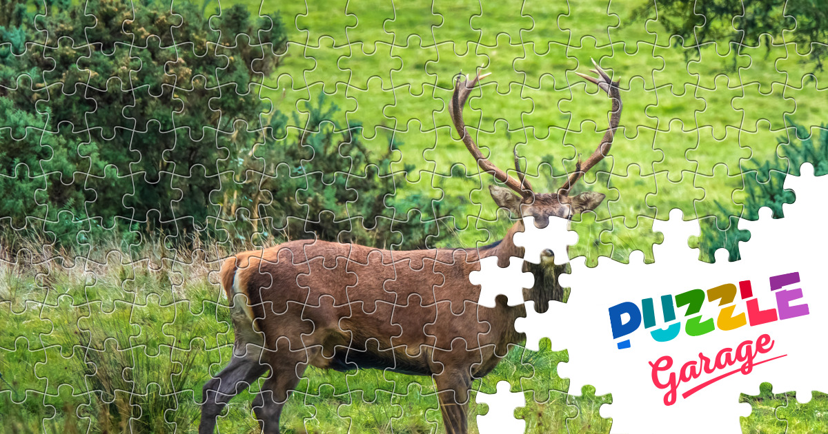 Red deer in the forest Jigsaw Puzzle (Animals, Mammals) | Puzzle Garage