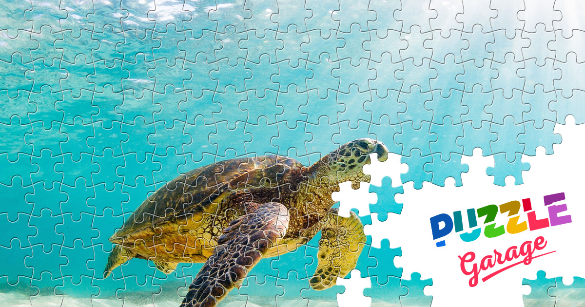 Turtle Jigsaw Puzzle (Animals, Marine life) | Puzzle Garage