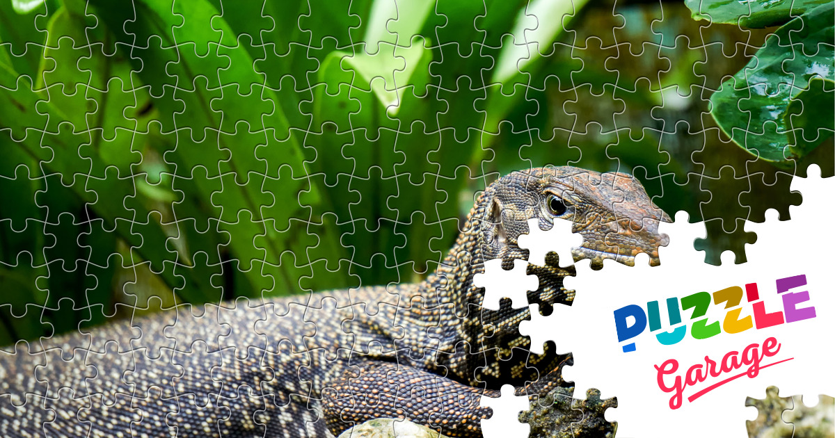 Striped monitor lizard Jigsaw Puzzle (Animals, Reptiles) | Puzzle Garage