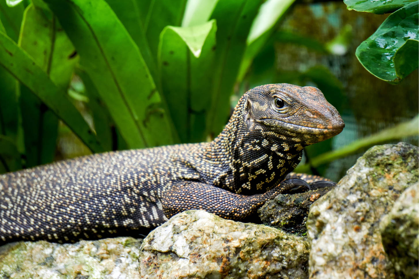 Striped monitor lizard Jigsaw Puzzle (Animals, Reptiles) | Puzzle Garage