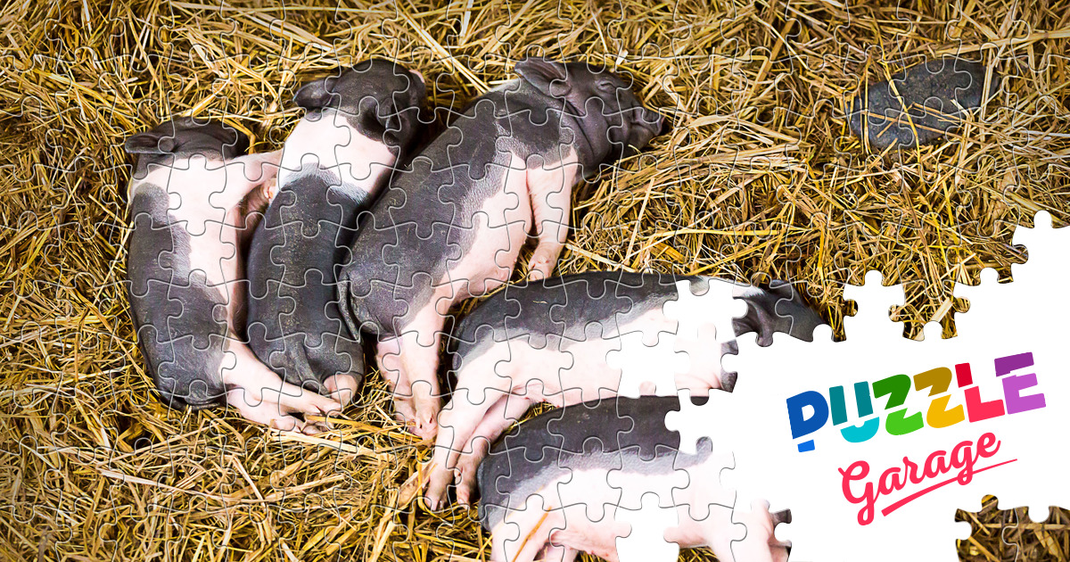 Piglets on straw Jigsaw Puzzle (Animals, Pets) | Puzzle Garage