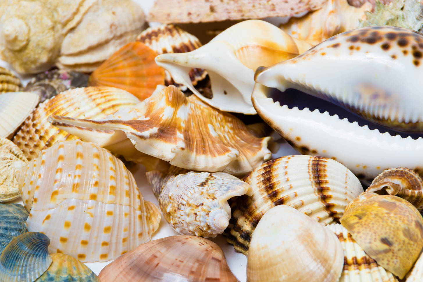Shells Jigsaw Puzzle (Animals, Marine life) | Puzzle Garage