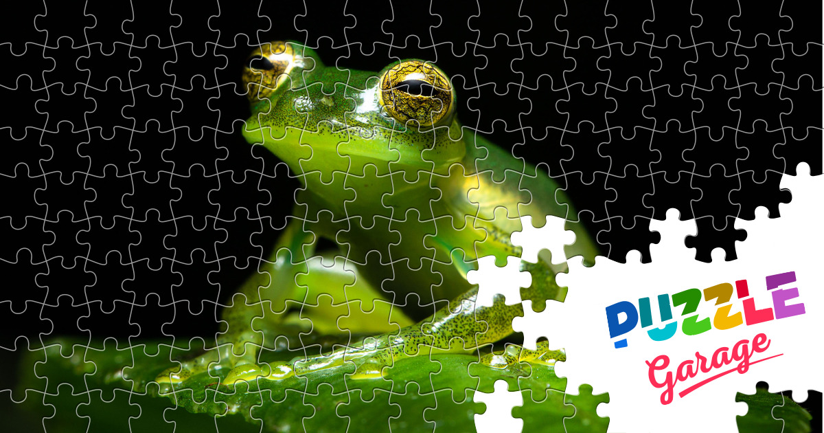 Glass frog Jigsaw Puzzle (Animals, Amphibians) | Puzzle Garage