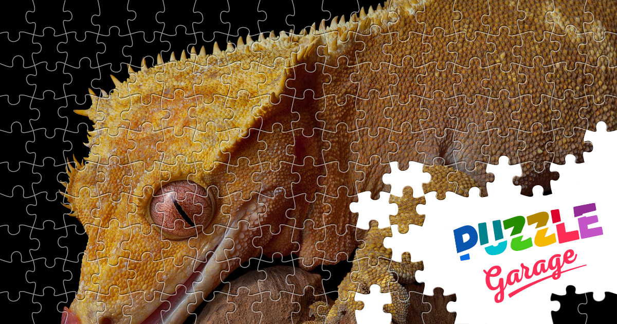 Crested gecko Jigsaw Puzzle (Animals, Reptiles) | Puzzle Garage