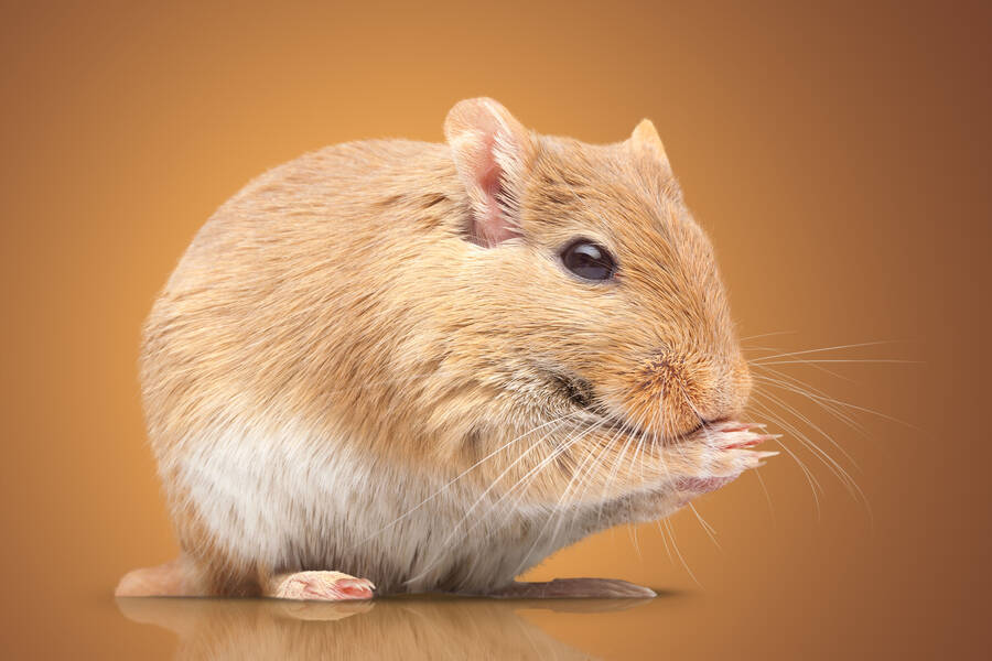 Gerbil mouse on flower Jigsaw Puzzle (Animals, Mammals) | Puzzle Garage