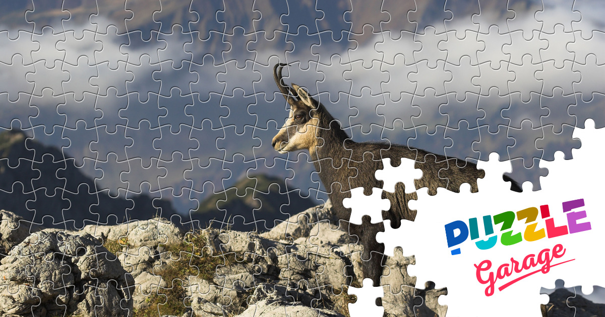 Chamois in the mountains Jigsaw Puzzle (Animals, Mammals) | Puzzle Garage