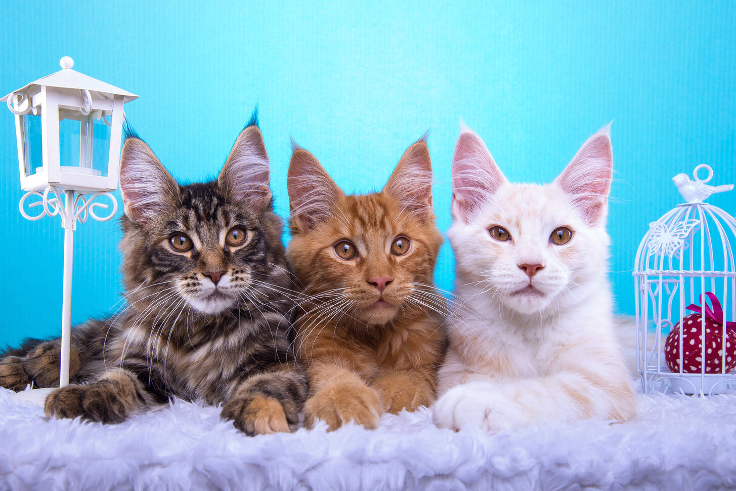 Maine Coons Jigsaw Puzzle (Animals, Pets) | Puzzle Garage