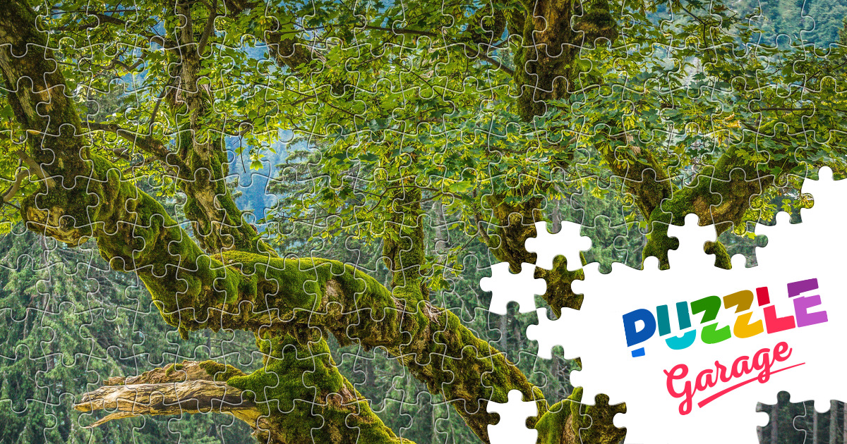 Tree in the moss Jigsaw Puzzle (Plants, Trees) | Puzzle Garage