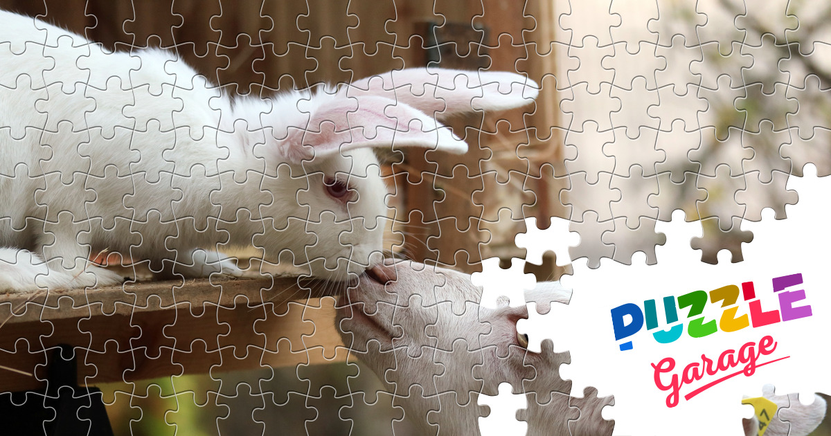 White rabbit and kid Jigsaw Puzzle (Animals, Pets) | Puzzle Garage
