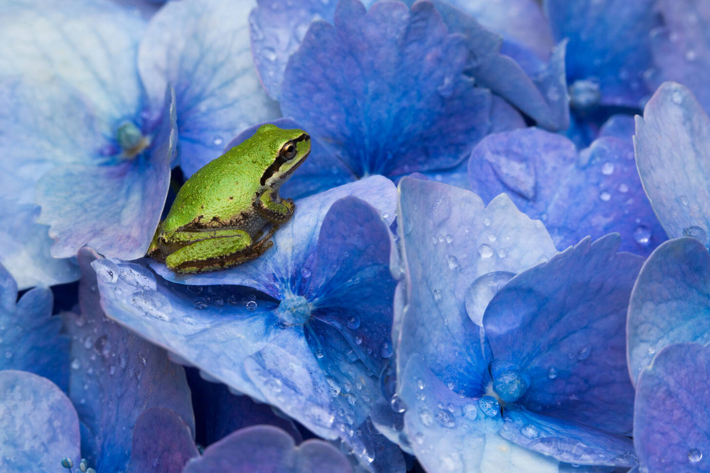 Frog on hydrangea Jigsaw Puzzle (Animals, Amphibians) | Puzzle Garage