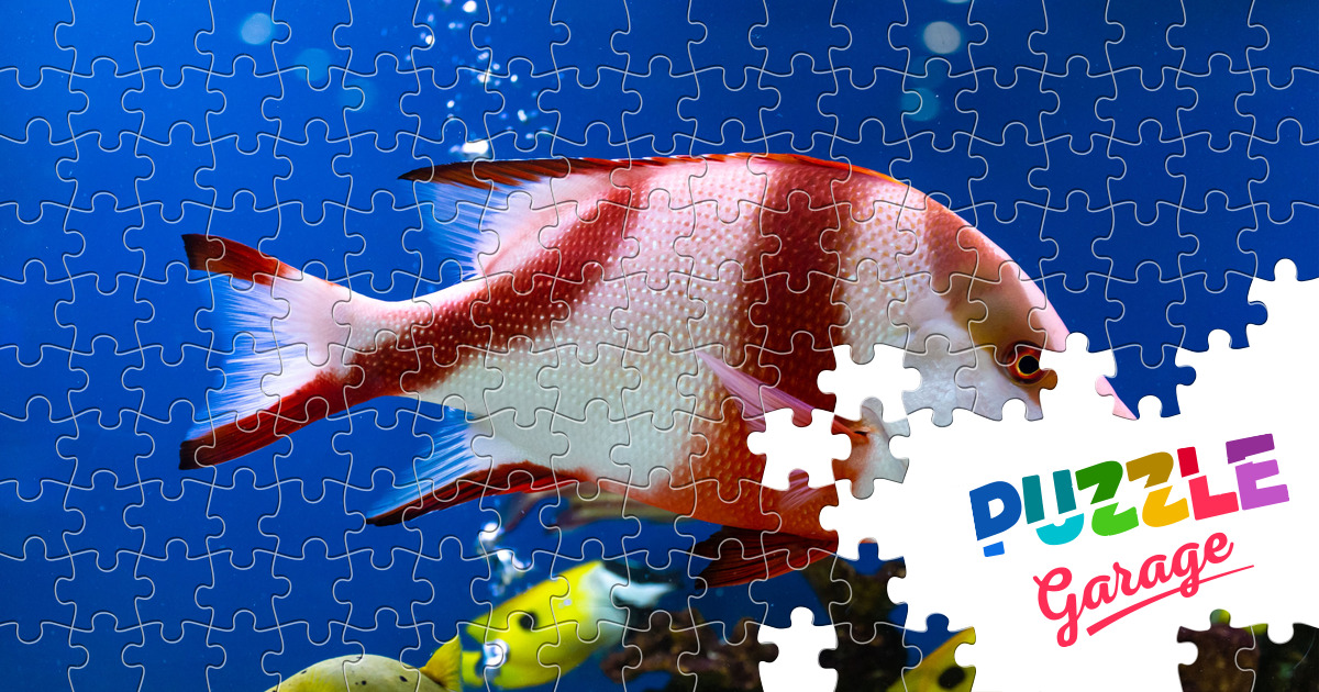 Fish in an aquarium Jigsaw Puzzle (Animals, Marine life) | Puzzle Garage