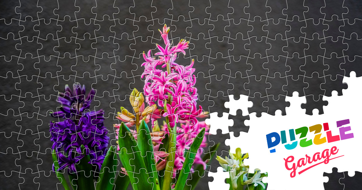 Multicolored hyacinths Jigsaw Puzzle (Plants, Flowers) | Puzzle Garage