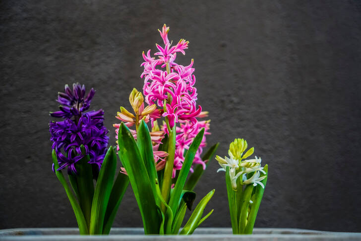 Multicolored hyacinths Jigsaw Puzzle (Plants, Flowers) | Puzzle Garage