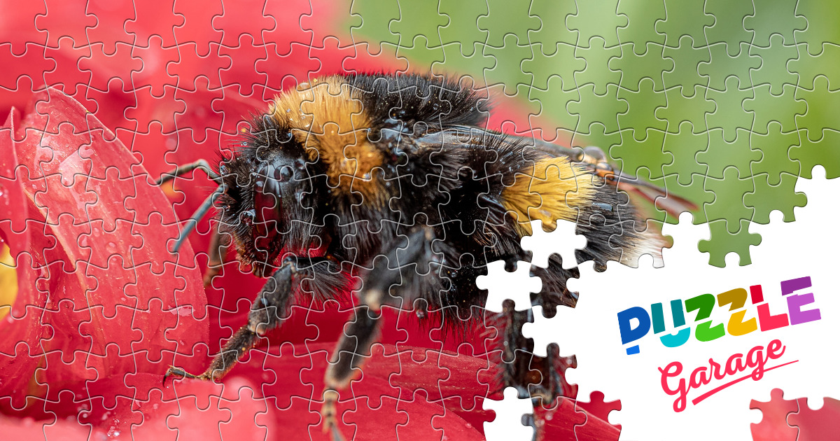 Bumblebee on a flower Jigsaw Puzzle (Animals, Insects) | Puzzle Garage