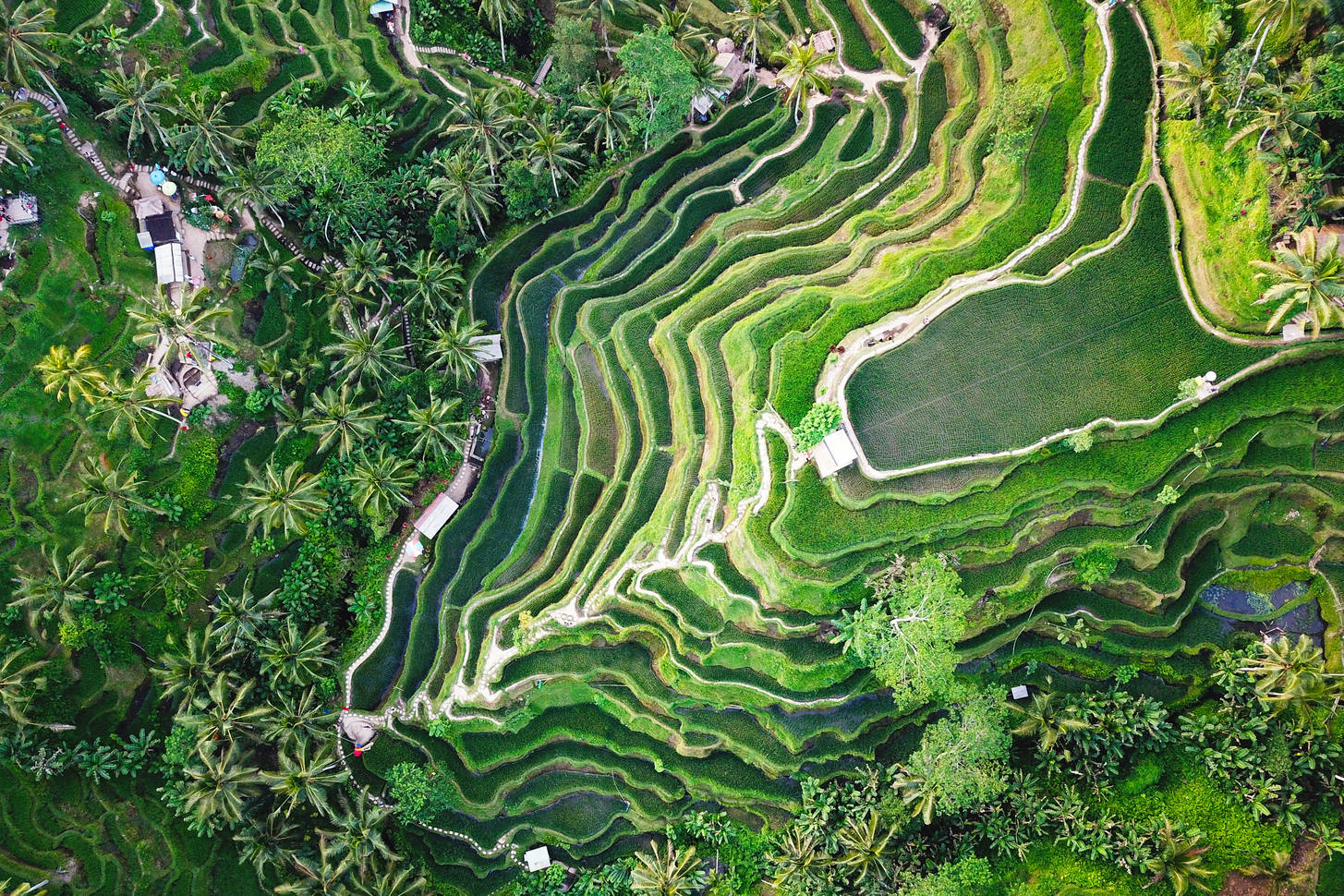 Rice Terrace Patterns Jigsaw Puzzle (Countries, Indonesia) | Puzzle Garage