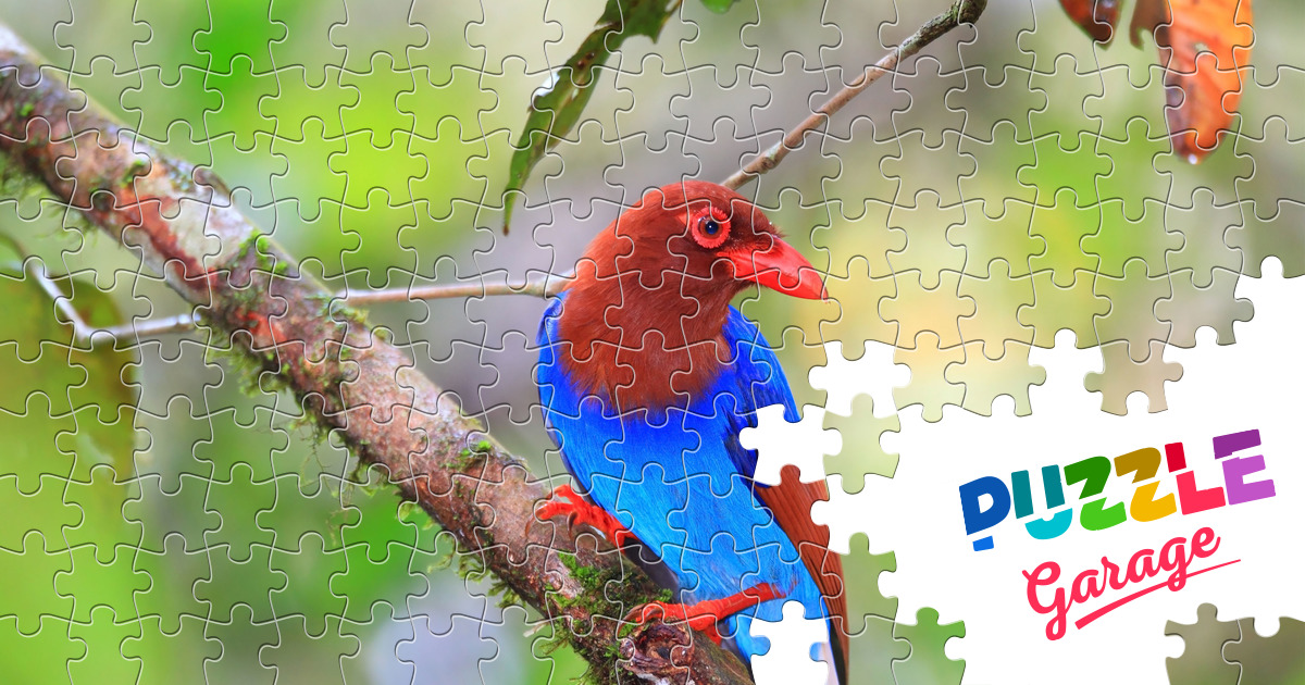 Urocissa ornata Jigsaw Puzzle (Animals, Birds) | Puzzle Garage