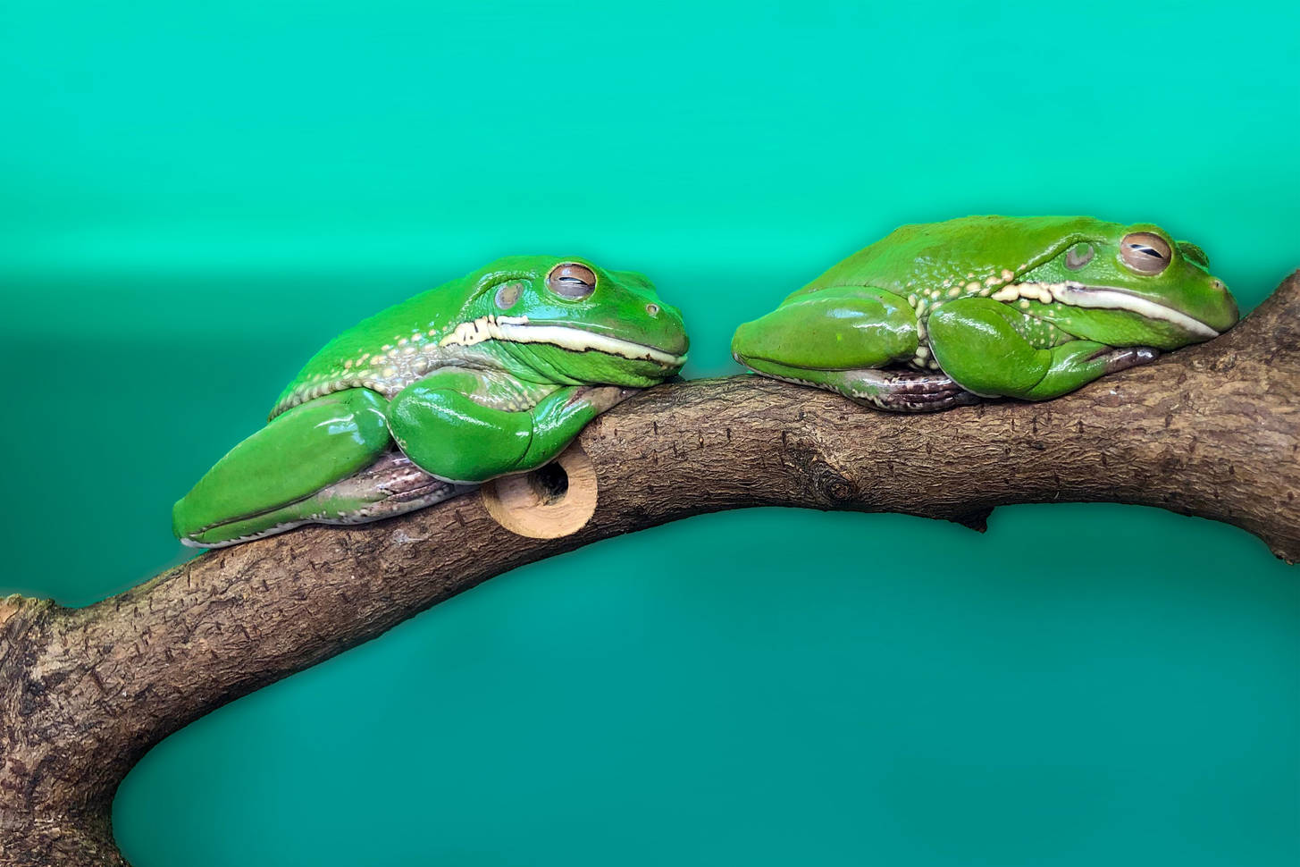 Australian tree frogs on a branch Jigsaw Puzzle (Animals, Amphibians ...