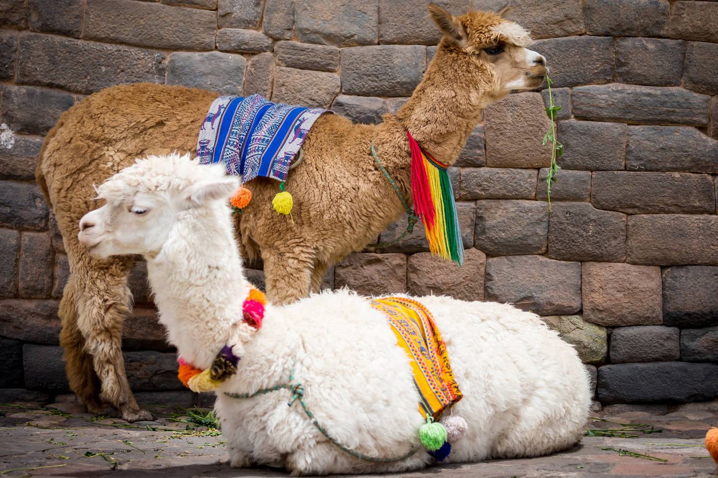 Lama Jigsaw Puzzle (Countries, Peru) | Puzzle Garage