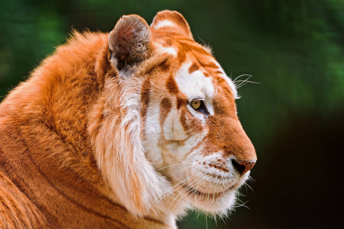 Golden tiger Jigsaw Puzzle (Animals, Mammals) | Puzzle Garage
