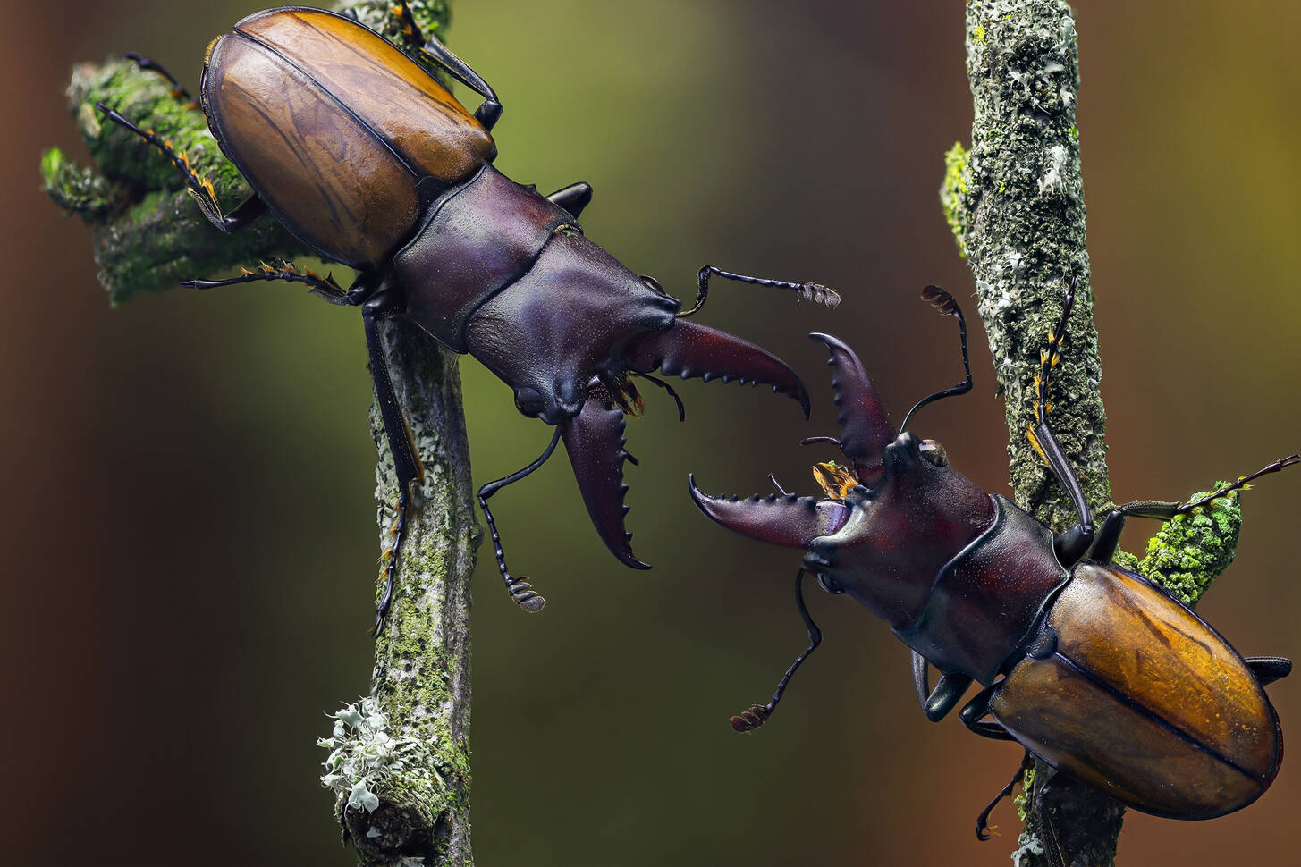Beetles on branches Jigsaw Puzzle (Animals, Insects) | Puzzle Garage