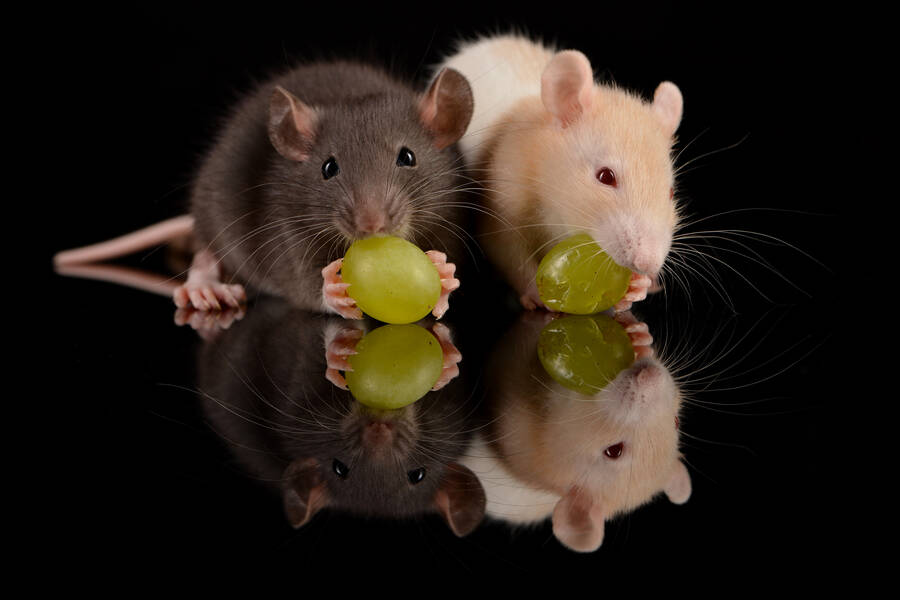 Decorative rat Jigsaw Puzzle (Animals, Pets) | Puzzle Garage