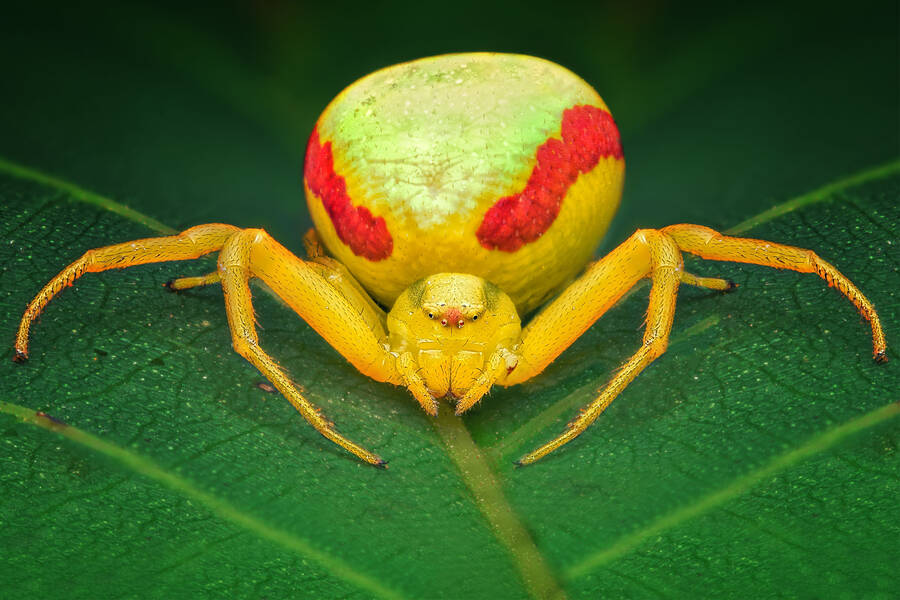 Big spider on a web Jigsaw Puzzle (Animals, Insects) | Puzzle Garage