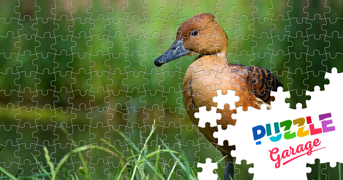 Duck Jigsaw Puzzle (Animals, Birds) | Puzzle Garage