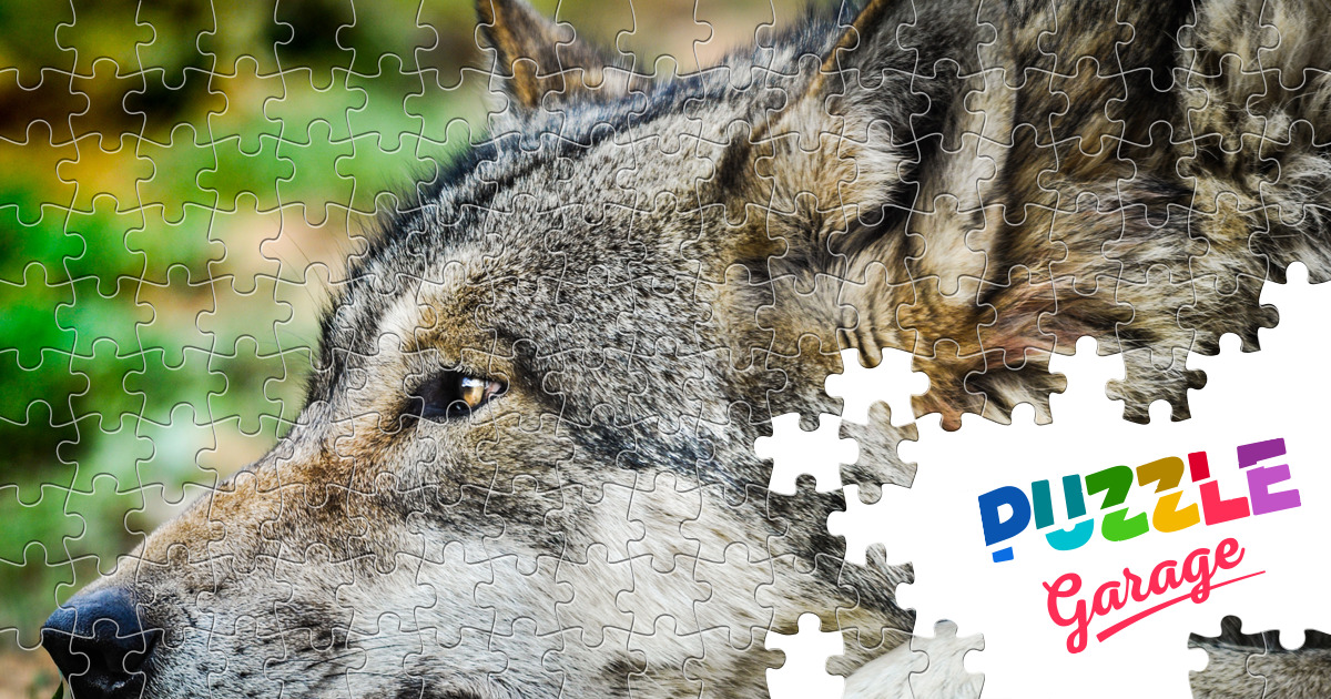 Serigala Amerika Puzzle Potongan (Hewan, Mamalia) | Puzzle Garage