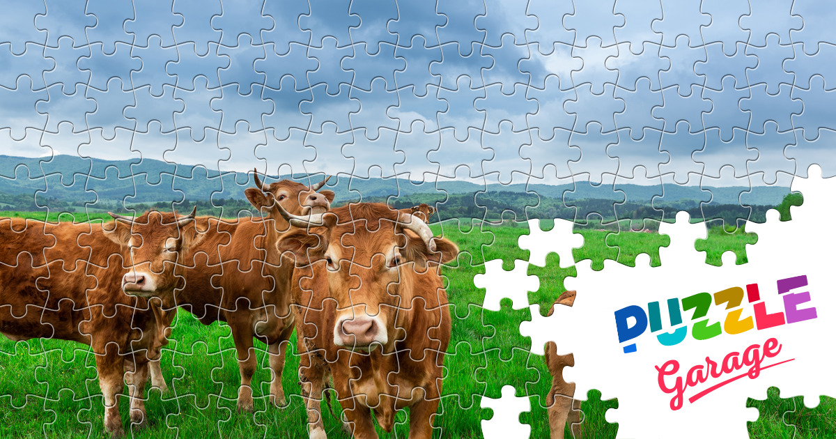 Herd of cows Jigsaw Puzzle (Animals, Pets) | Puzzle Garage