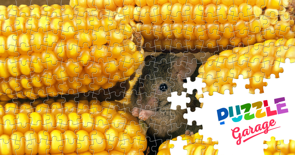 Mouse in the corn Jigsaw Puzzle (Animals, Pets) | Puzzle Garage