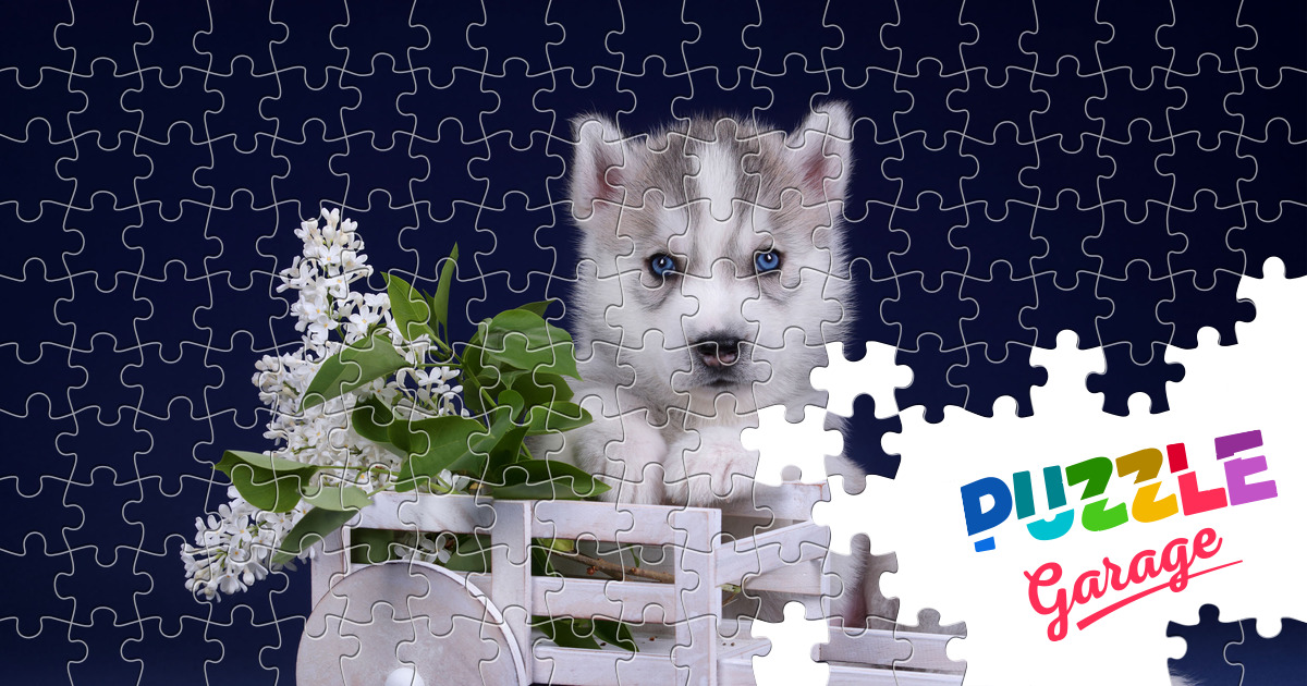 Husky puppy with cart Jigsaw Puzzle (Animals, Pets) | Puzzle Garage