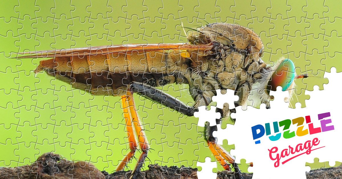 Robber Fly Jigsaw Puzzle (Other, Macro) | Puzzle Garage