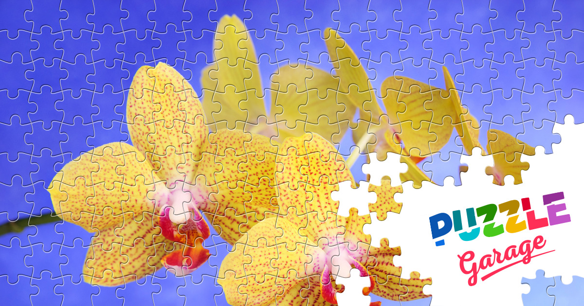 Orhidee galbene pe un fundal albastru Puzzle-uri (Plante, Flori ...
