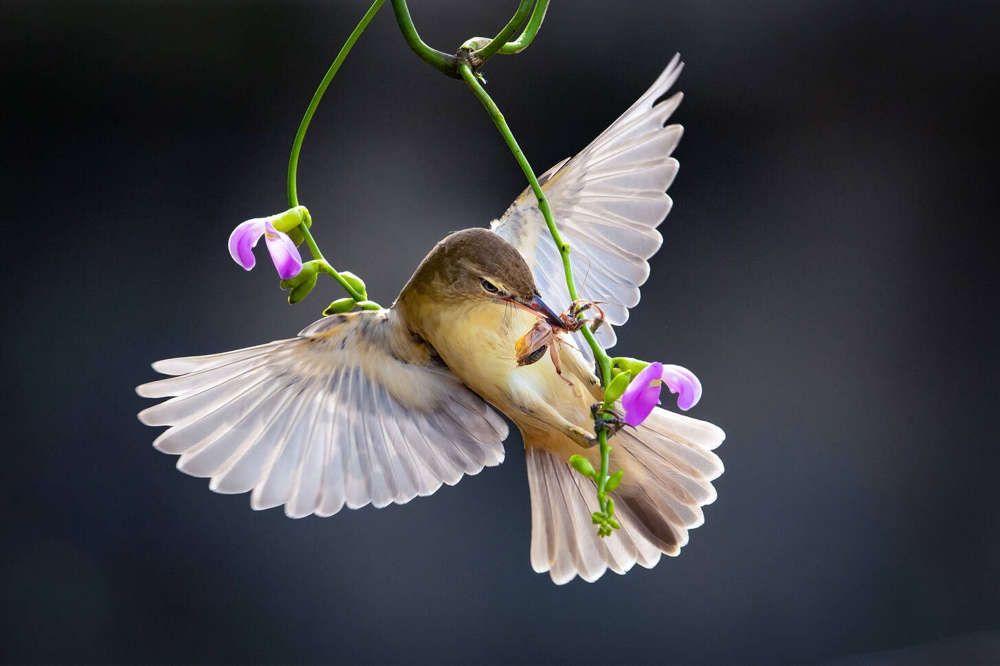 Eastern Reed Warbler Jigsaw Puzzle (Animals, Birds) | Puzzle Garage