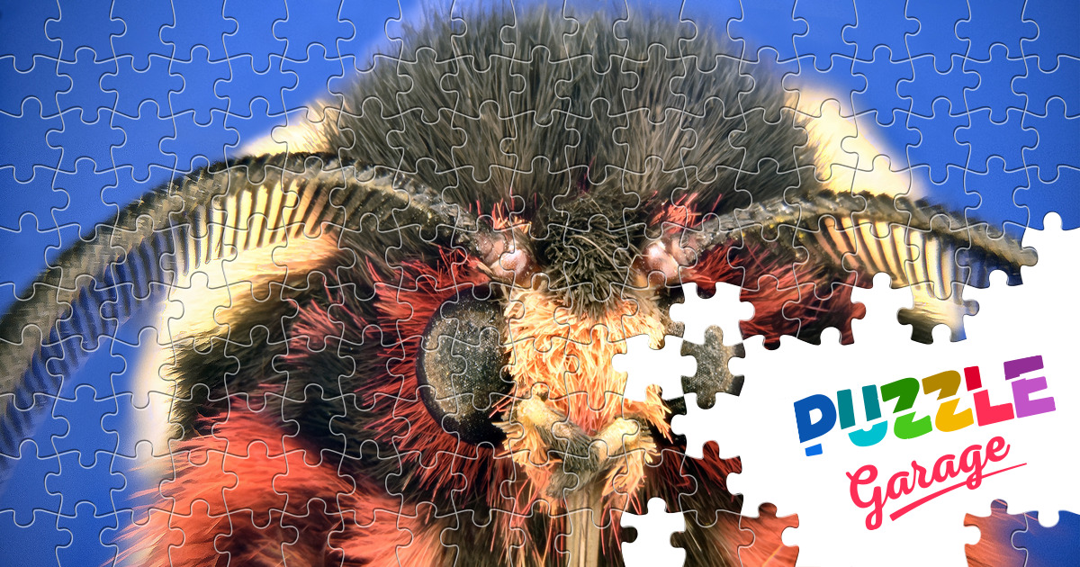 Portrait of a moth Jigsaw Puzzle (Other, Macro) | Puzzle Garage