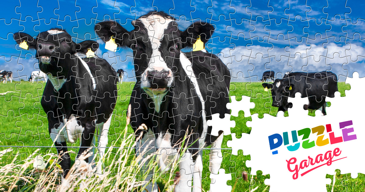 Cows in the pasture Jigsaw Puzzle (Animals, Pets) | Puzzle Garage