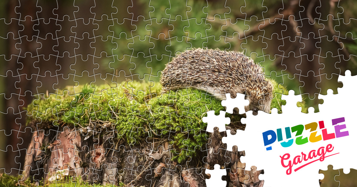 Hedgehog on a tree stump Jigsaw Puzzle (Animals, Mammals) | Puzzle Garage