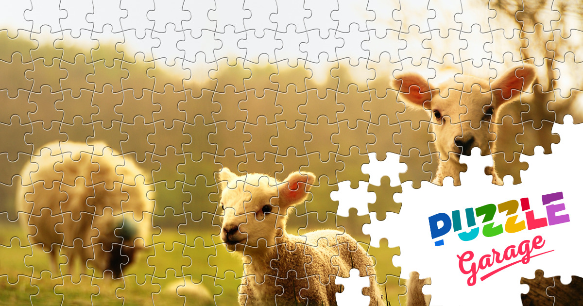Lambs Jigsaw Puzzle (Animals, Pets) | Puzzle Garage
