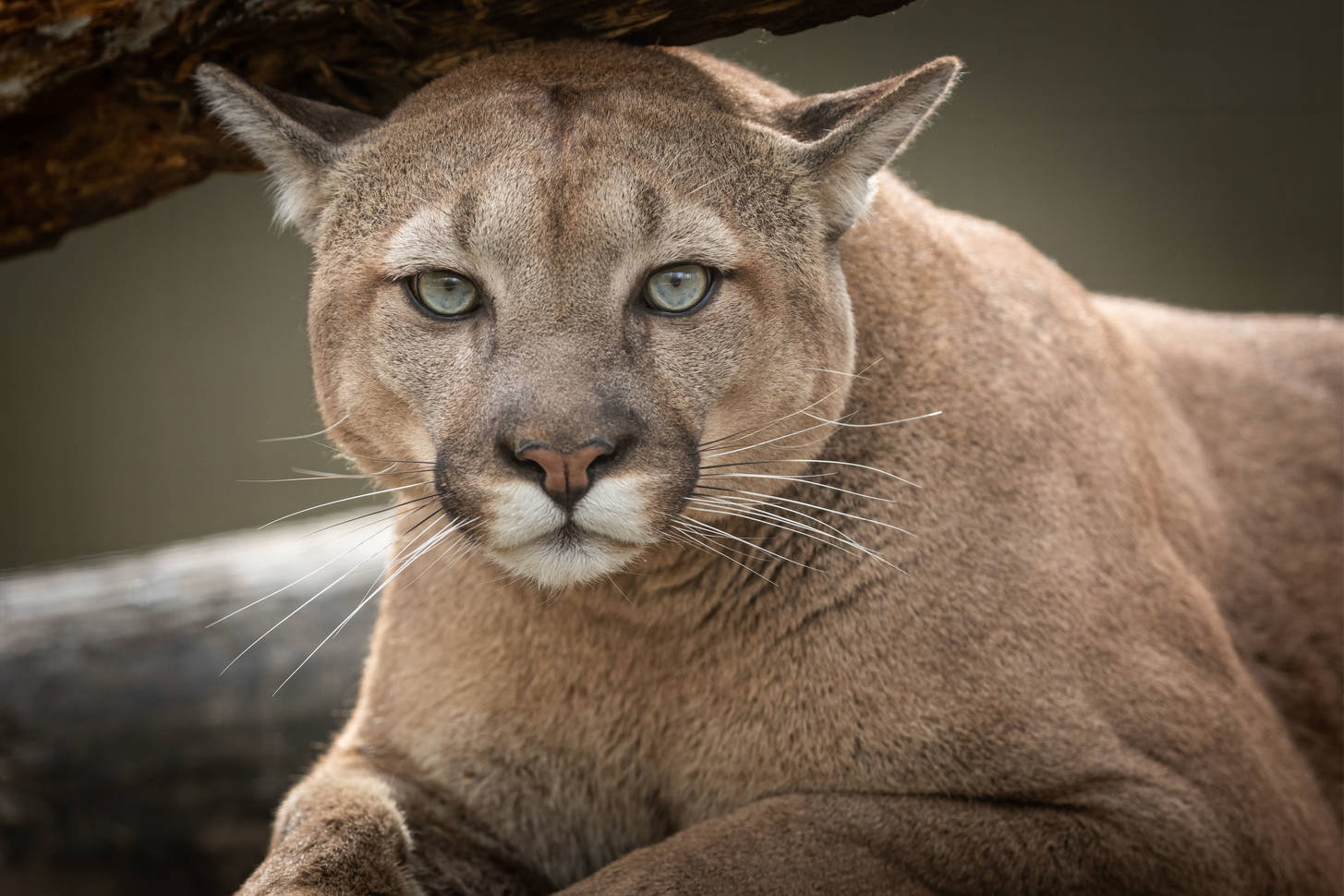 Puma Jigsaw Puzzle (Animals, Mammals) | Puzzle Garage