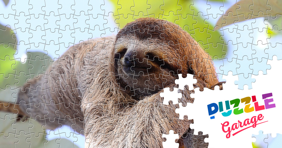 Sleeping sloth Jigsaw Puzzle (Animals, Mammals) | Puzzle Garage