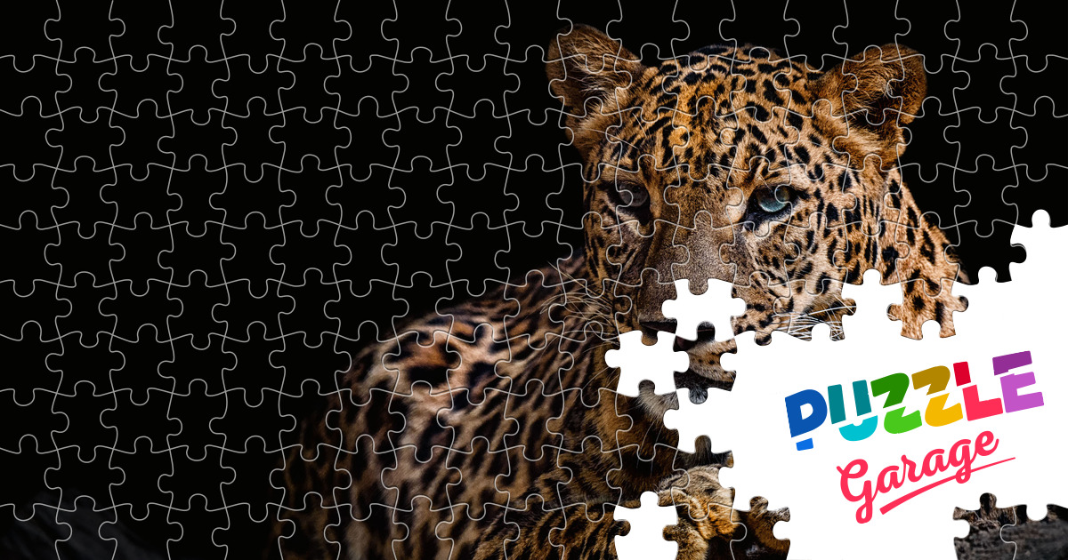 Leopard on a black background Jigsaw Puzzle (Animals, Mammals) | Puzzle ...