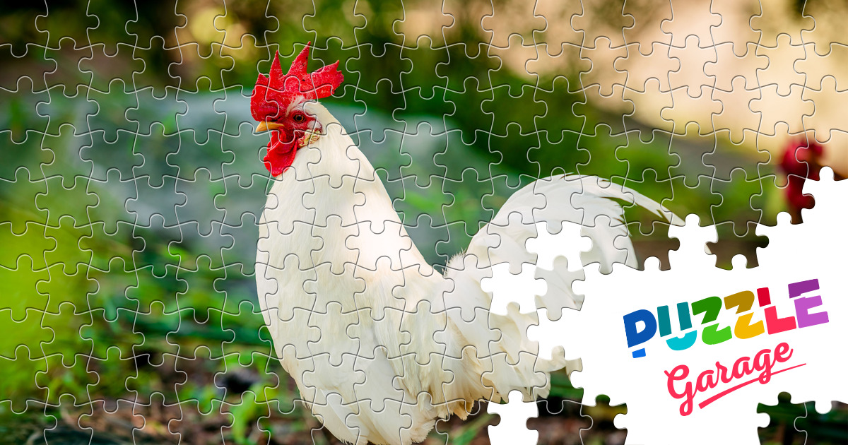 White rooster Jigsaw Puzzle (Animals, Birds) | Puzzle Garage