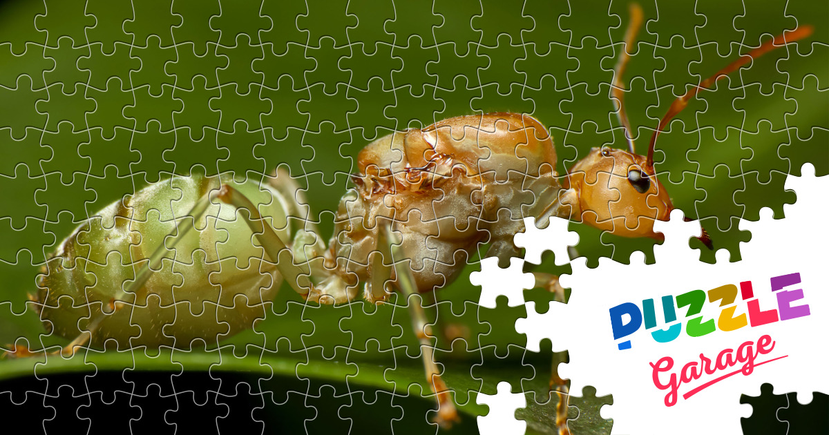 Ant queen Jigsaw Puzzle (Animals, Insects) | Puzzle Garage