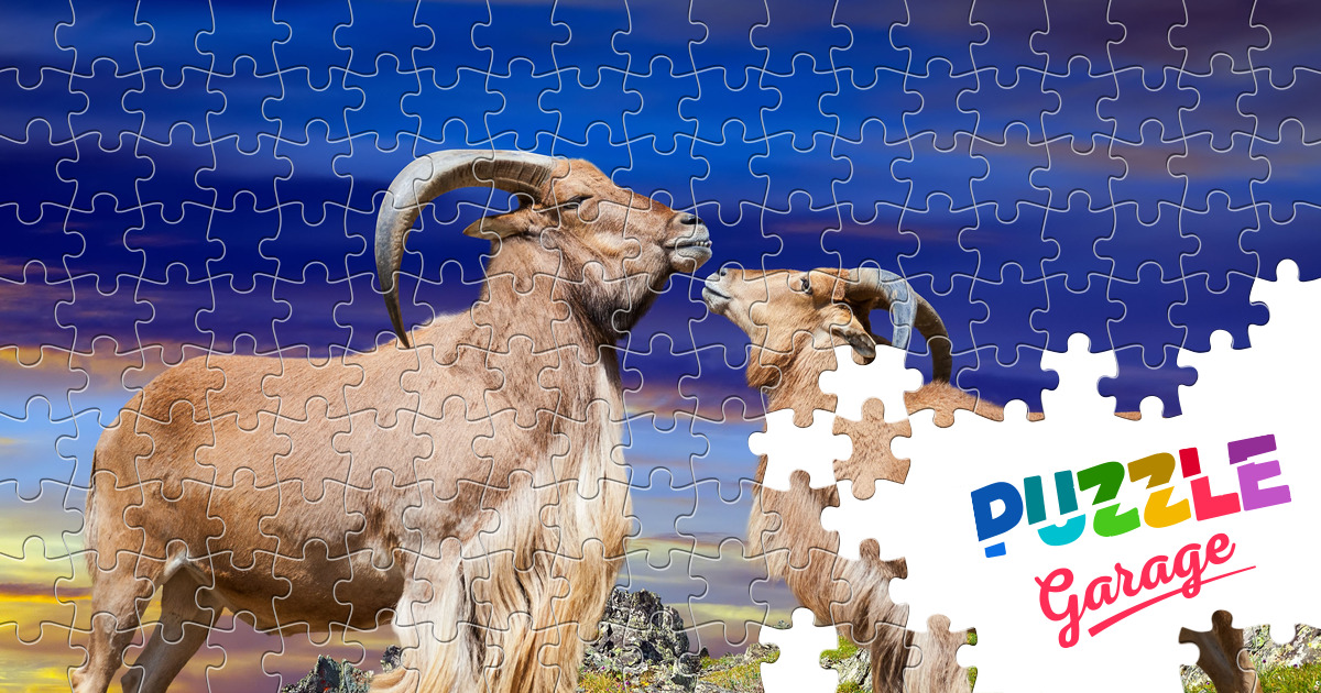 Maned rams on a rock Jigsaw Puzzle (Animals, Mammals) | Puzzle Garage