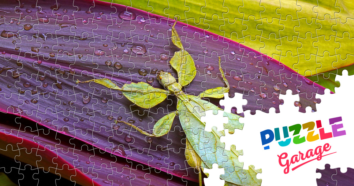 Leaf insect Jigsaw Puzzle (Animals, Insects) | Puzzle Garage