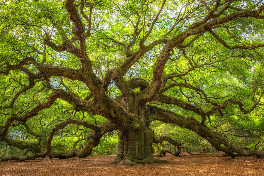 Trees - collection of online Jigsaw Puzzles | Puzzle Garage