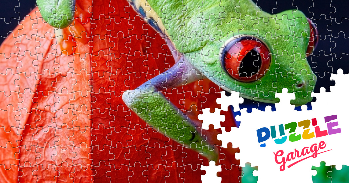 Red-eyed tree frog Jigsaw Puzzle (Animals, Amphibians) | Puzzle Garage